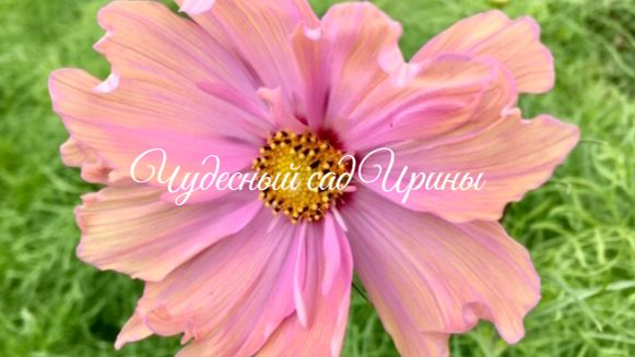 Подборка семян космеи на сезон 2026