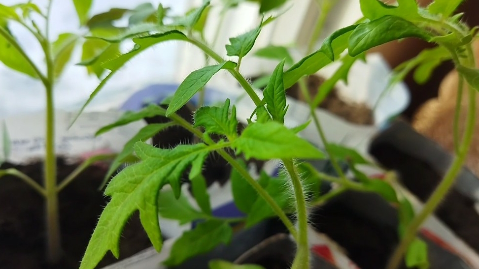 Обзор рассады в марте