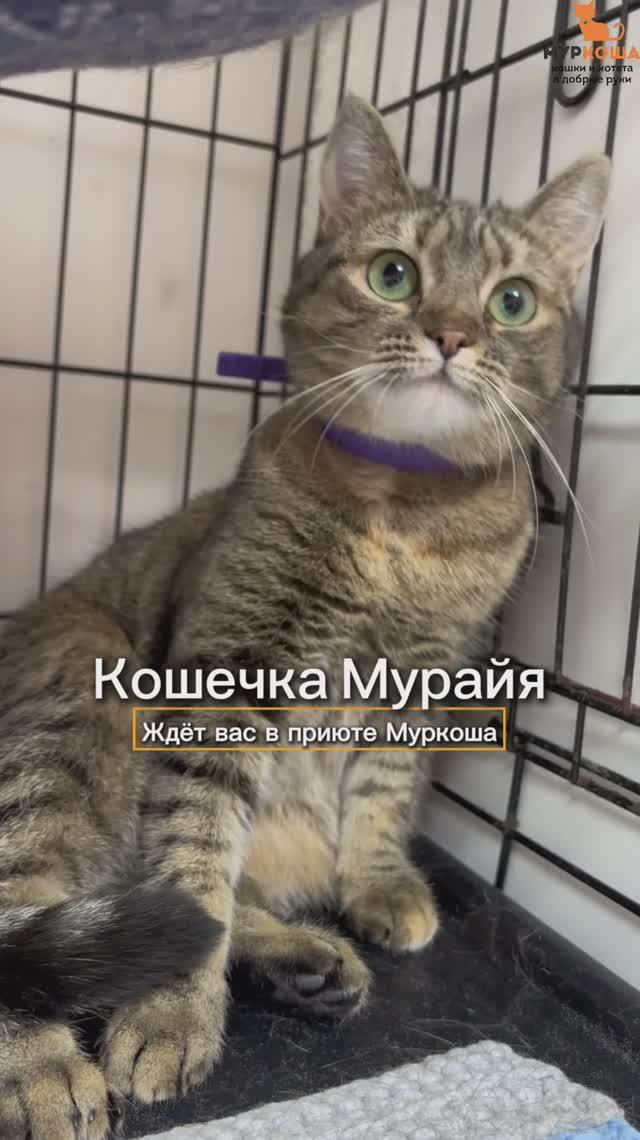 Мурайя ждёт вас в приюте #Муркоша