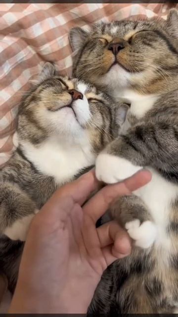 Мрррррррр Х2🐱