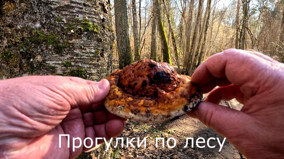 Прогулки по лесу. Весенние грибки Саркосцифы еще не начали расти.