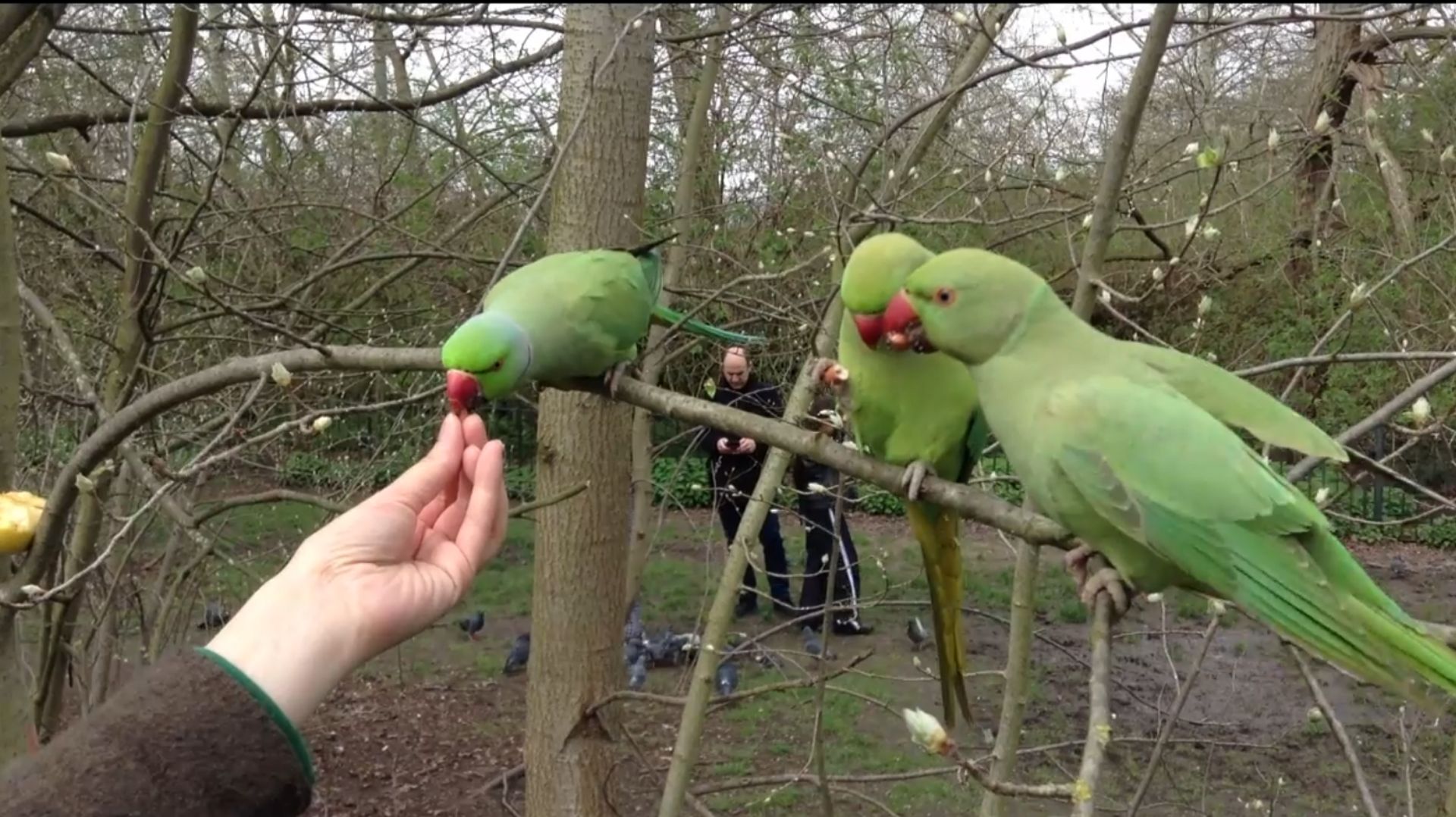 Лондон. Гайд-парк. ПРИСТАНИЩЕ ЗЕЛЕНЫХ ПОПУГАЕВ. Видео от SAFa