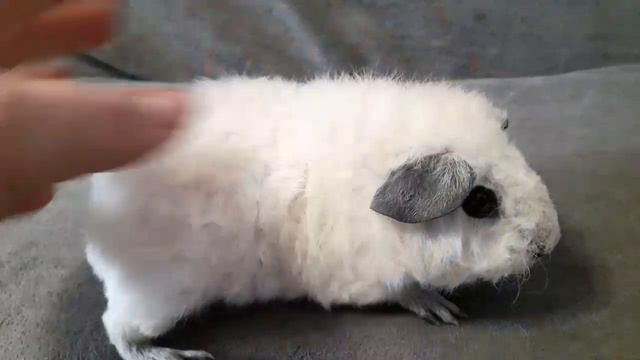 американский тедди, возраст 2 недели, белый калифорния с чёрными поинтами, питомник Zlato Vlaska