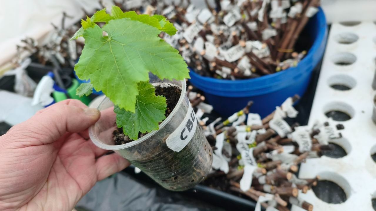 Когда открывать виноград? и другие вопросы из ваших комментариев.