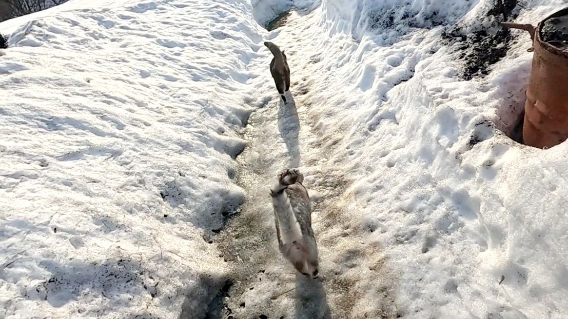 Обнаглел совсем.. Одного кормлю, другого нет..