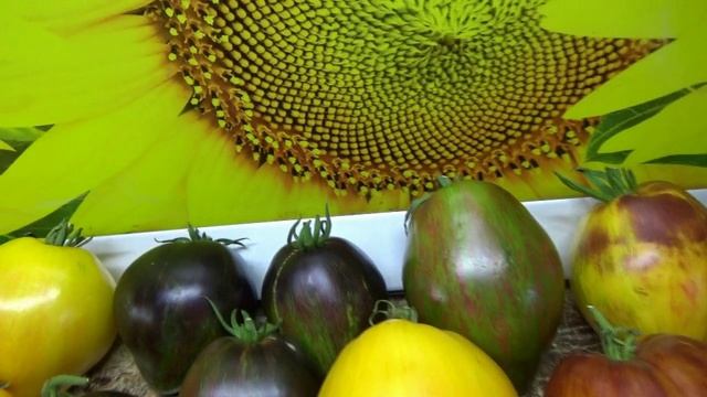 ПОСЕВЫ 2026-88. Снова посеяла томат Изумрудная карамель Елены (Софии Сааковой). №470. Понравился!