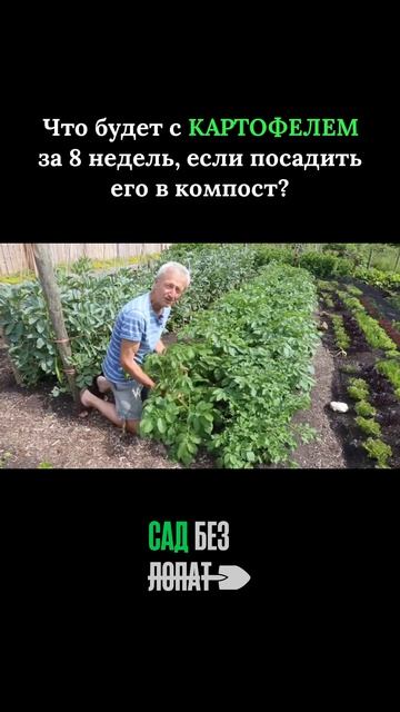 Что будет с картофелем за 8 недель, если посадить его в компост? #дача #огород #сад