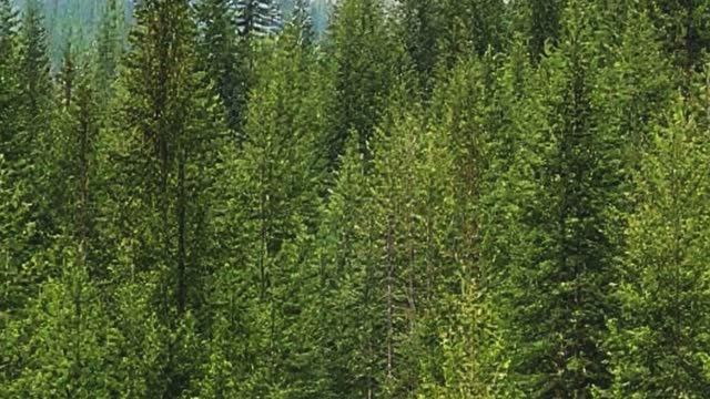 Звук природы. Птицы. ЩУР поет в хвойном лесу