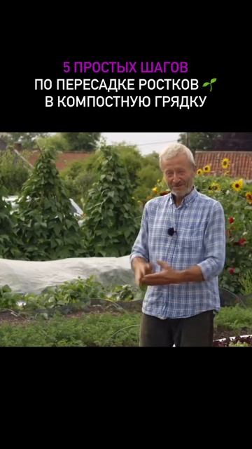 5 простых шагов по пересадке ростков  в компостную грядку