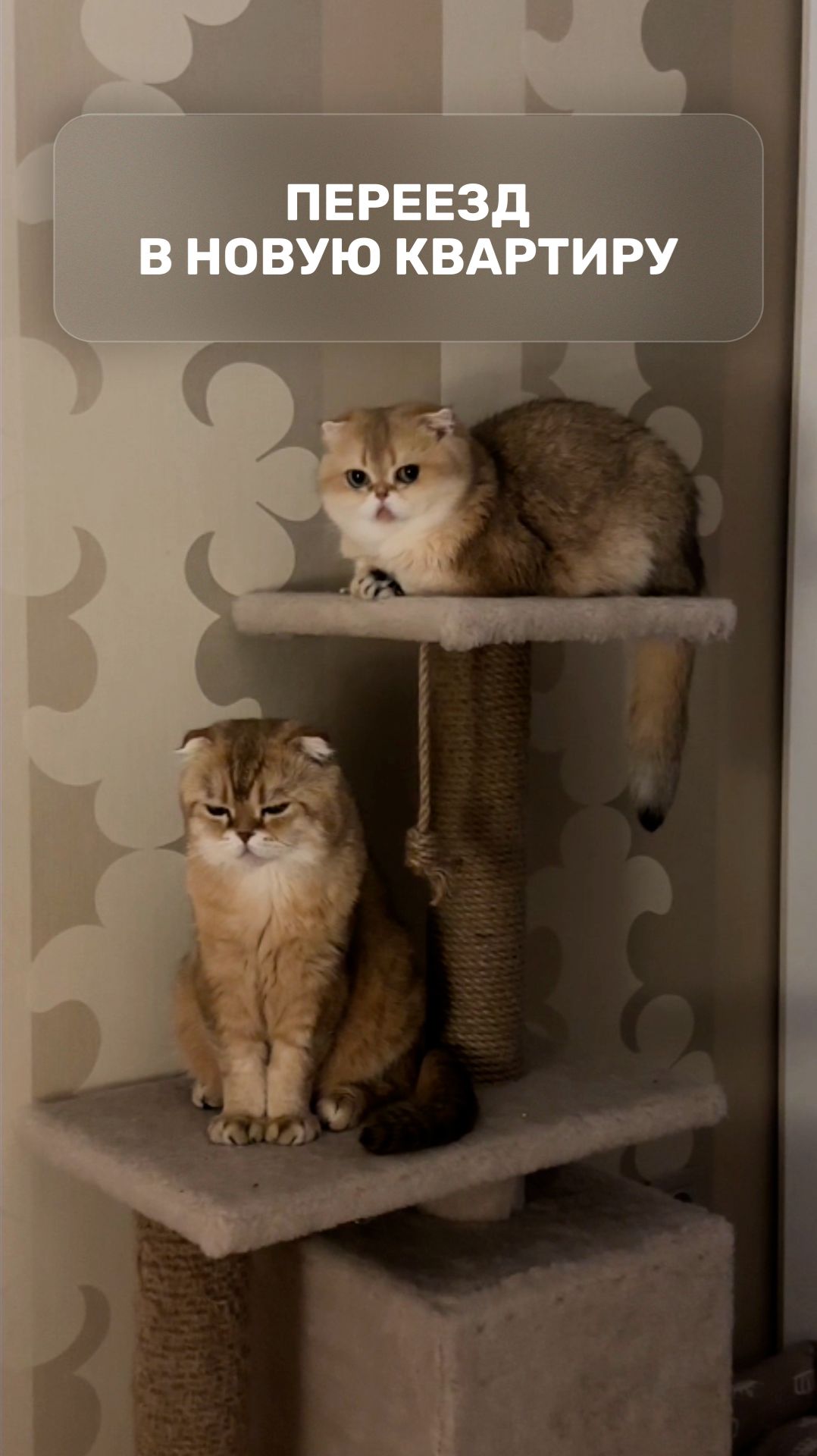 Переезд в новую квартиру