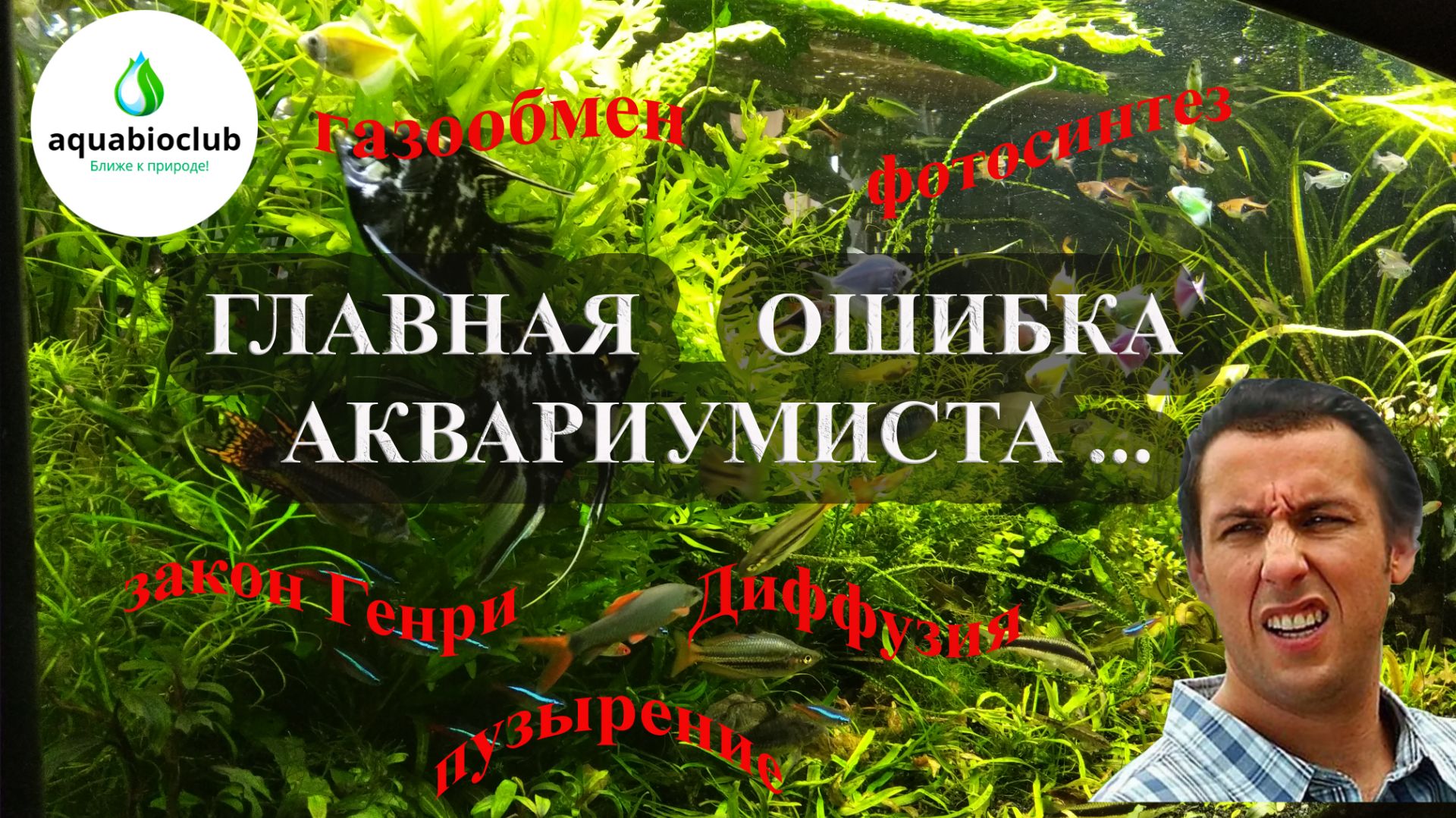 Фотосинтез, закон Генри, диффузия - Главное заблуждение аквариумистов травников.