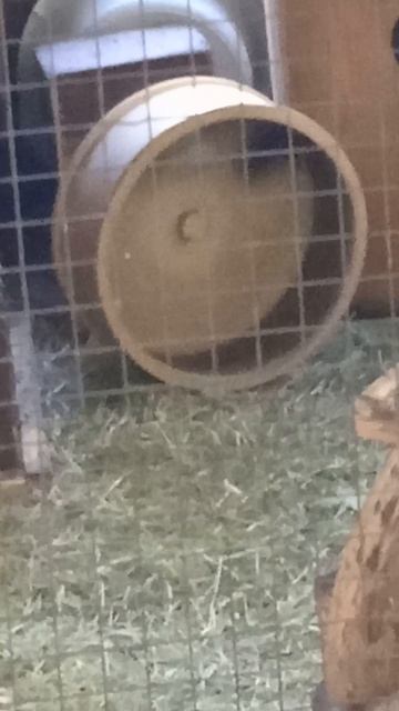 Белка-суперакробат