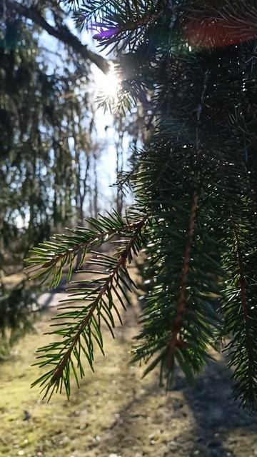 Весна в Изваре