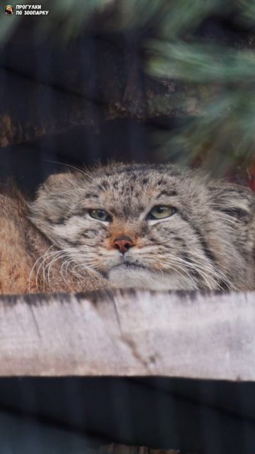Манул Пепе делает вид, что дремлет, но сама наблюдает за Шу. Ленинградский зоопарк