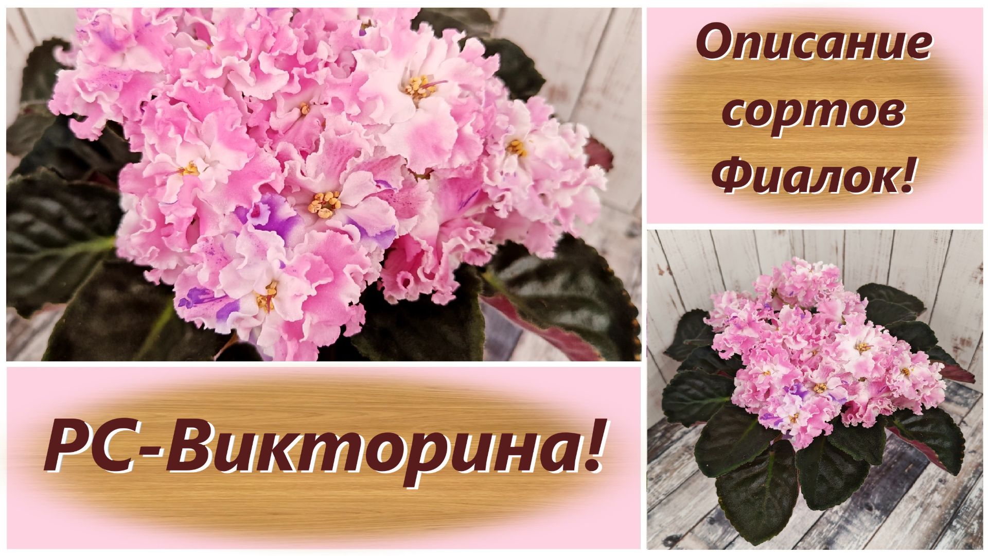 Описание сортов Фиалок! РС-Викторина!