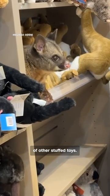 Опоссум среди плюшевых игрушек в аэропорту Австралии. Real possum in Australian airport gift shop