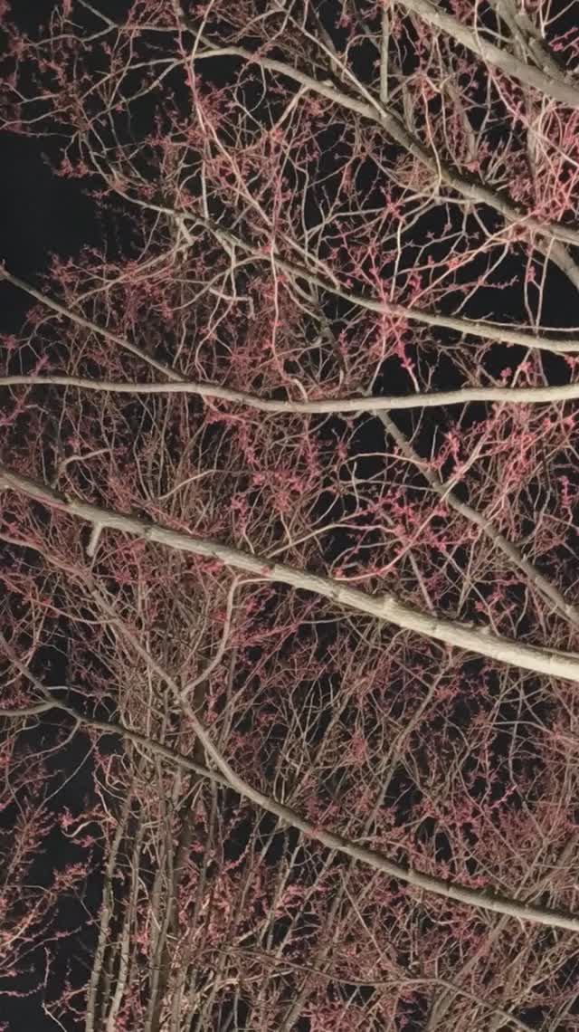 🌸🤯17 МАРТА ПАРК ГАЛИЦКОГО КРАСНОДАР ГОТОВИТСЯ К ЦВЕТЕНИЮ РЕДКОЙ КРАСОТЫ СЛИВЫ НИГРА