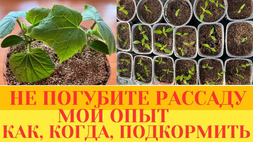 Не погубите РАССАДУ, как не ИСПОРТИТЬ СЕЯНЦЫ,  мой опыт