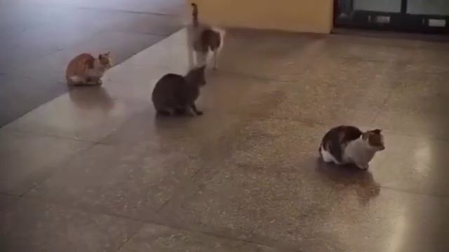 Коты тоже не любят тех, кто лезет без очереди