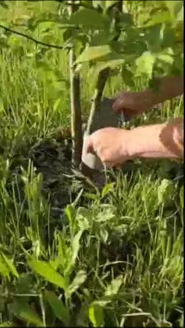 Защита деревьев от триммера