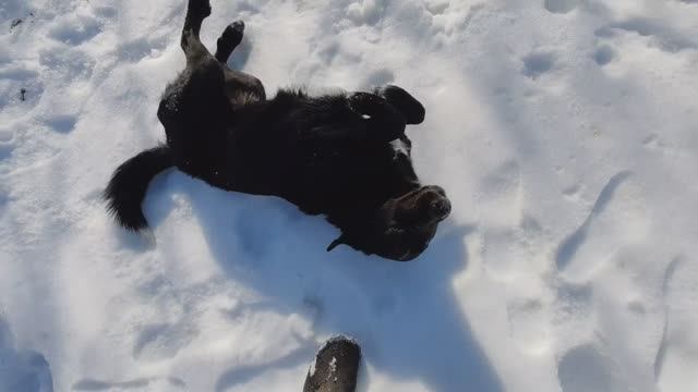 Барбосик чистит шубку и радуется весне!