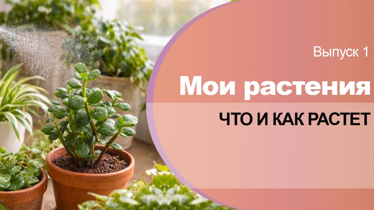 1. Мои растения. Чего нового наросло.