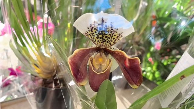 Орхидеи в ОБИ. Совсем не жалкое зрелище. Качественные. Выбор хороший.