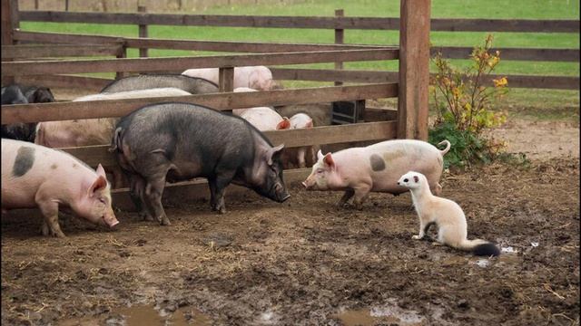 Разговоры с мошенниками. Перехват.