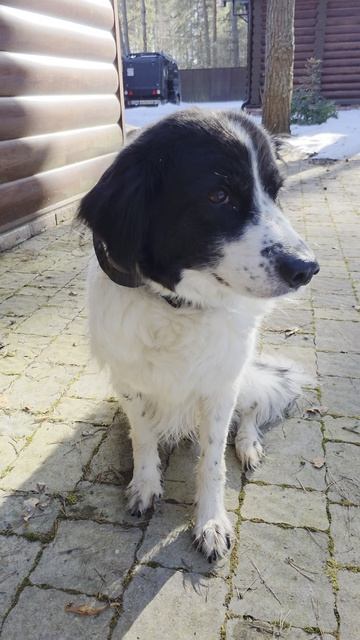 Наши хвостики радуются весне! Ну, кто как умеет)