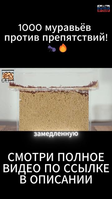 1000 муравьёв против препятствий! 🐜🔥 ЧАСТЬ 1/6