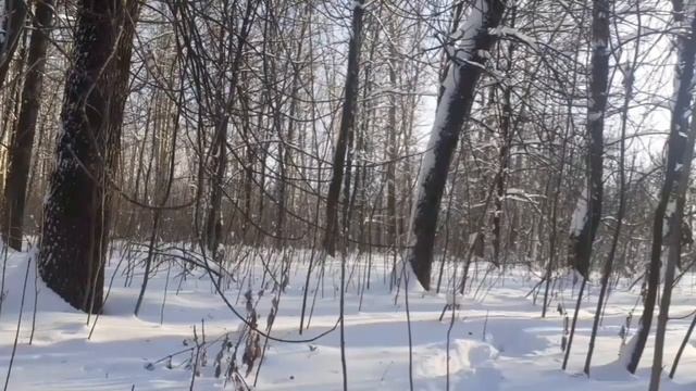 похищенный для леса ЧАСТЬ 34