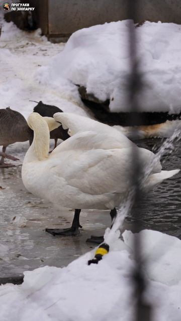 Лебедь вышел на берег и чистит перья. Ленинградский зоопарк