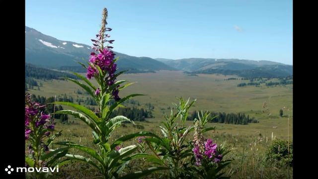 Травы Выход в горы