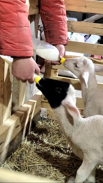 Угадайте породу моих барашков! 🐑❓