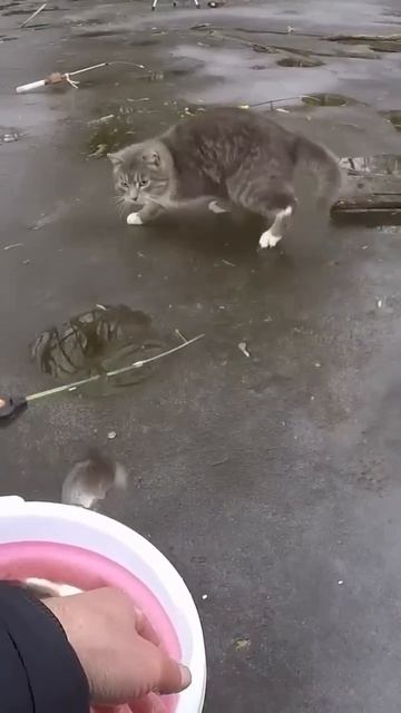 Решила не взять, а отобрать