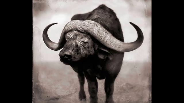 "Чёрно-белая Африка". Фотохудожник Ник Брандт (Nick Brandt).