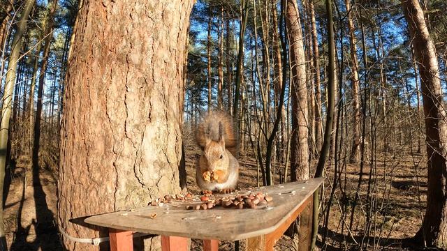Белка кедровые орешки Полежаевский парк  20.03.2026