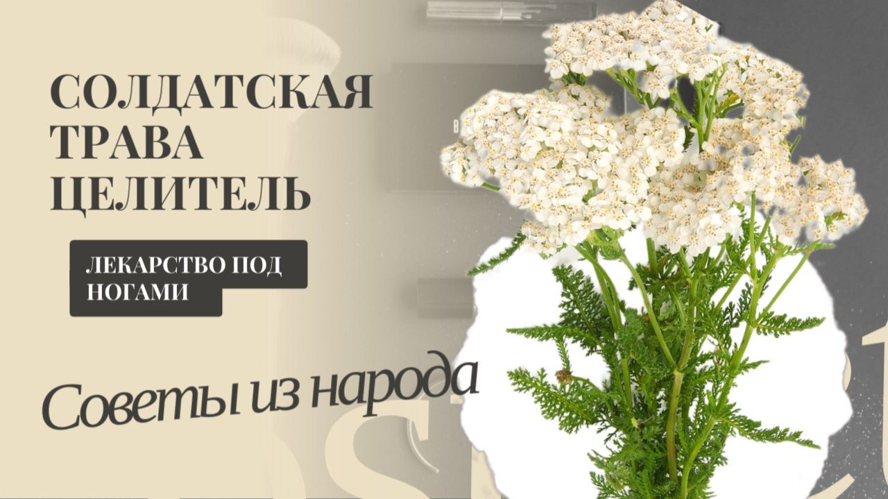 СОЛДАТСКАЯ ТРАВА ЦЕЛИТЕЛЬ