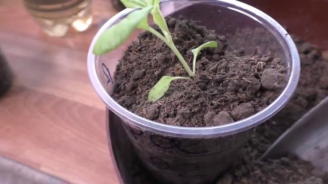 Рассада баклажанов 20 марта