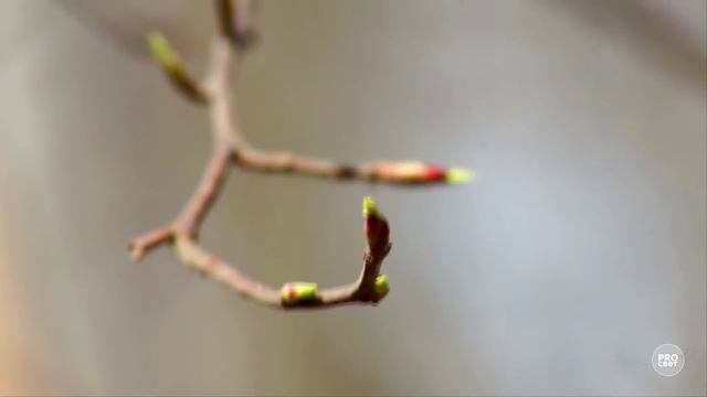 Краски и звуки весеннего леса