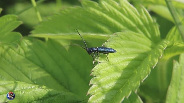 Усач синий (лат. Agapanthia violacea)
