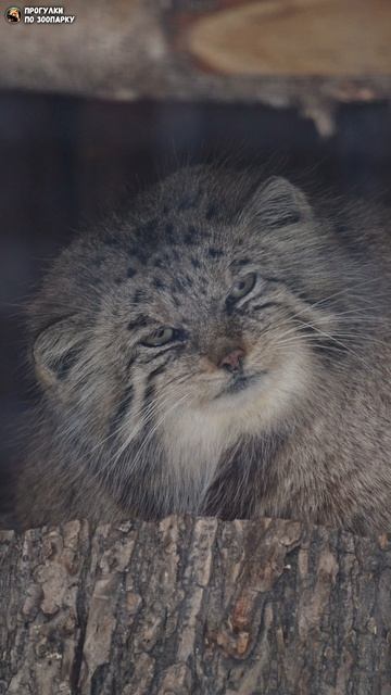 Манул Намика наблюдает за уборкой. Ленинградский зоопарк
