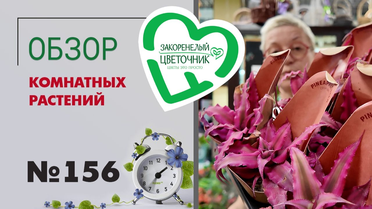 Поставка растений: распаковка и обзор. Чудо кактусы, огромные папоротники, последние азалии сезона.