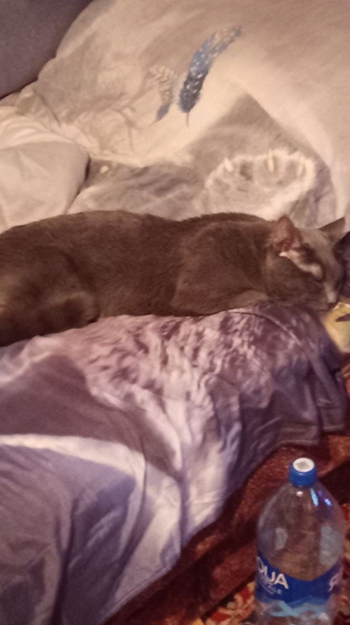 Кот Атос любит вздремнуть с утра! #shorts #котатос #животные #коты #атос