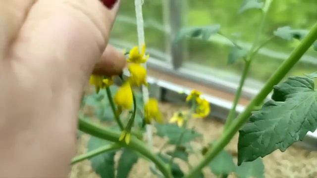 41-Дача..мученья с косилкой продолжаются.15.06.22