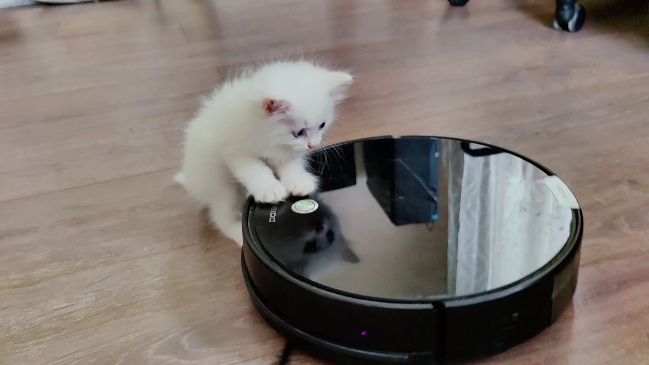 Котенок Микки и робот-пылесос.