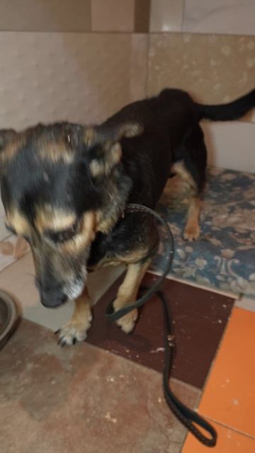 Гаврюша: ночная прогулка