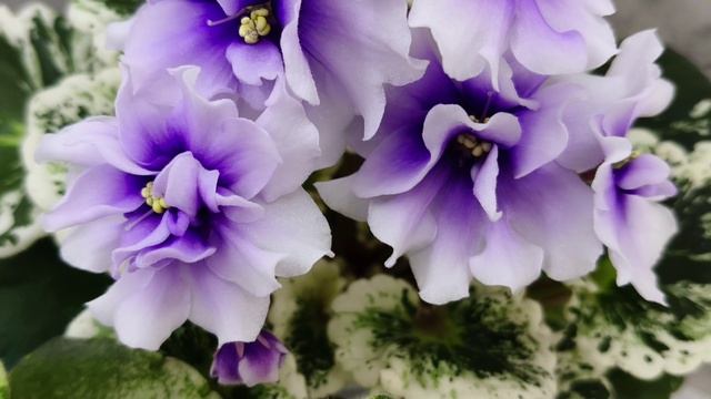 Фиалки АВ-Корзиночка с Ежевикой и Р-Дурман