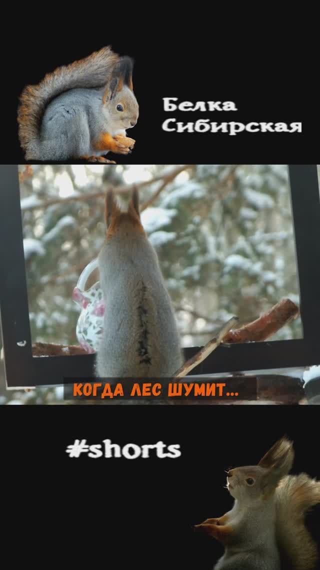 Белка на кормушке в сильный ветер