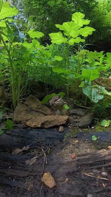 Азиатский бурундук